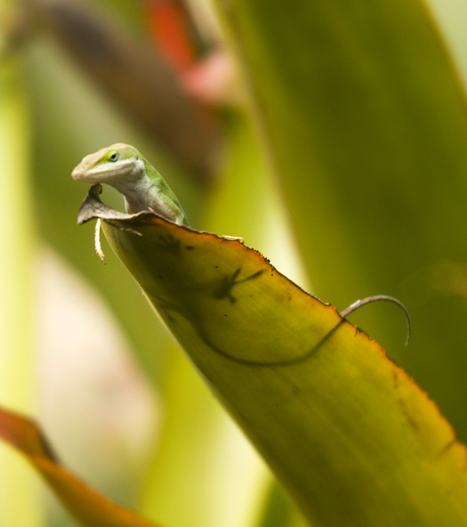Silence of the Clams » Wildlife