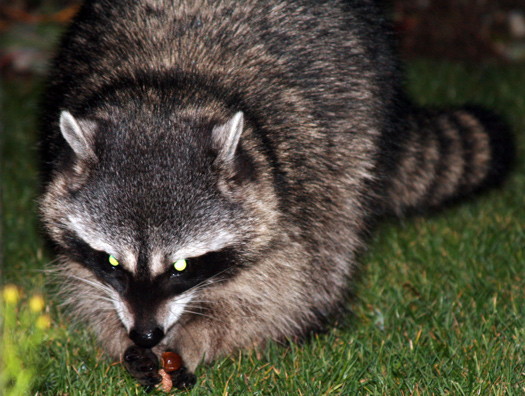 October | 2008 | Silence Of the Clams